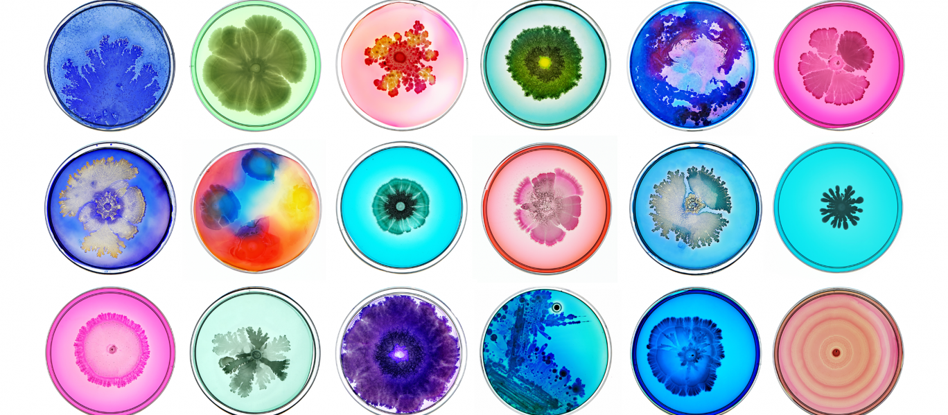 Can we program bacteria to fight cancer? | Columbia Giving